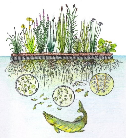 Iles flottantes végétalisées d’hélophytes, radeaux AquaFlora ...