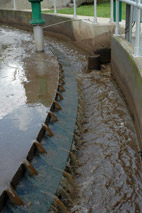 L?Afsset conclue à l'absence de risques liés à la présence de H5N1 dans ...