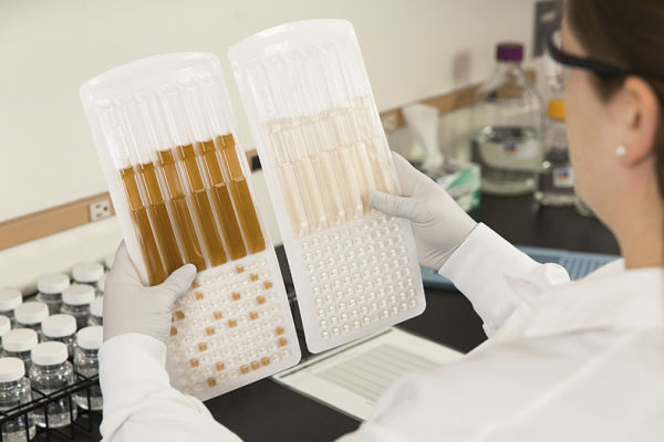 Colilert-18, méthode pour la détection des E.coli/coliformes en 18 ...