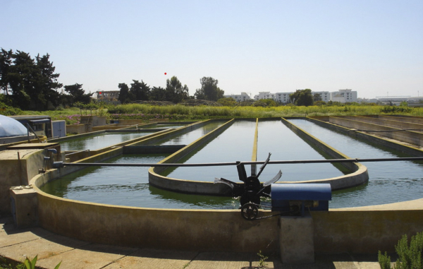 Étude de l’évolution de l’azote ammoniacal dans un chenal algal à haut ...